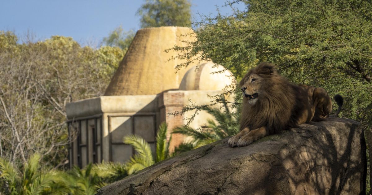 Lubango, el león de BIOPARC Valencia, supera con éxito una intervención ...
