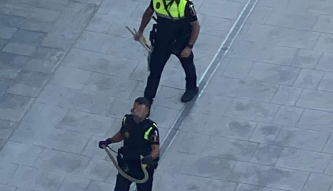 Aparece una serpiente de metro y medio en la piscina de un residencial ...