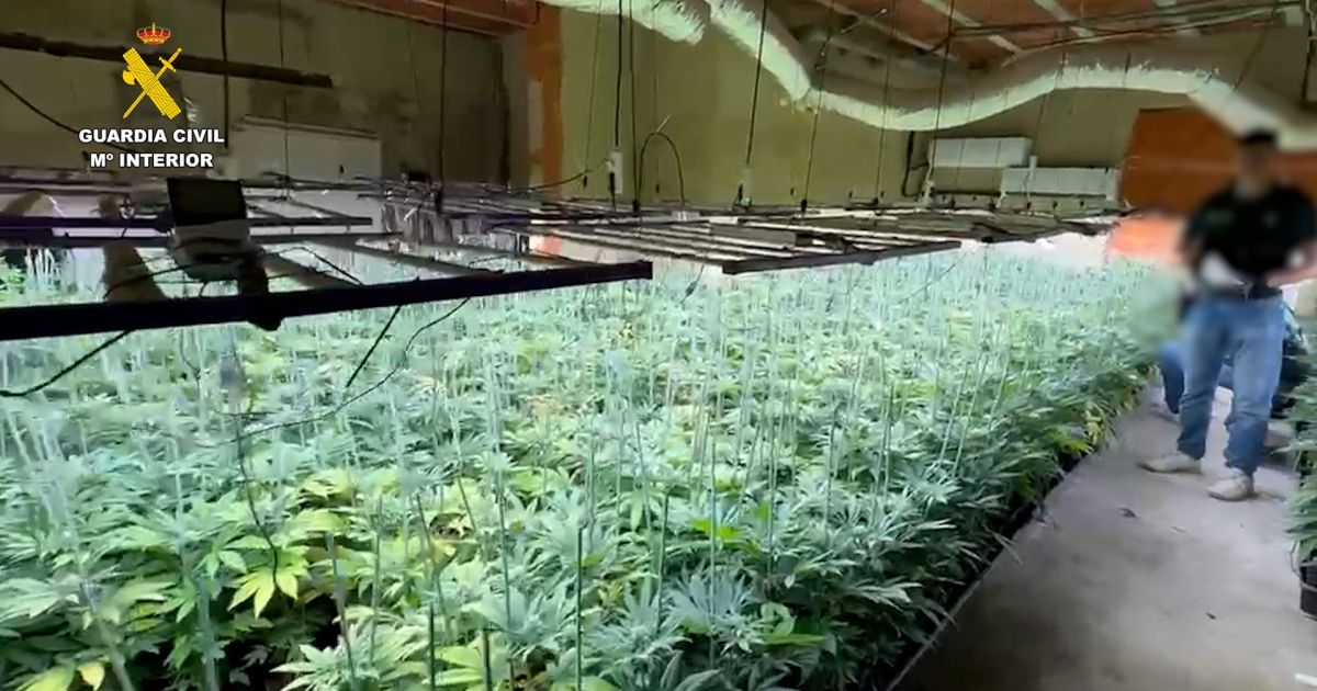 Desmantelada una plantación de marihuana con más de 1.800 plantas en ...